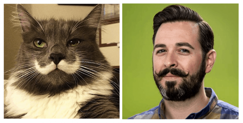 What the Internet’s Most Famous Cats Can Teach You About Content ...