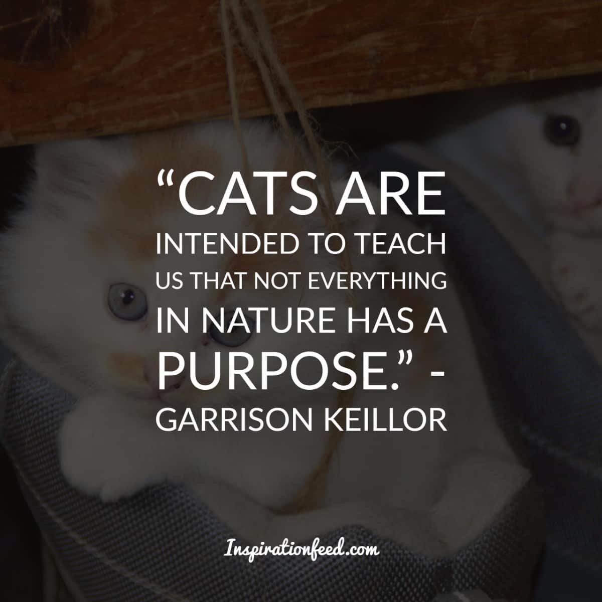 40 Precious Quotes About Cats That Will Brighten Your Day | Inspirationfeed