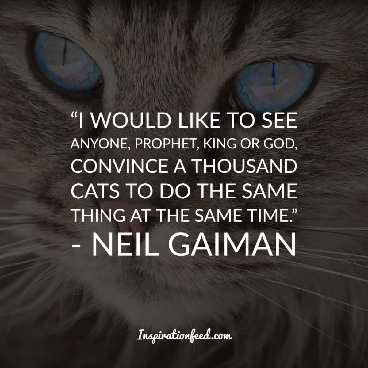 40 Precious Quotes About Cats That Will Brighten Your Day - Inspirationfeed