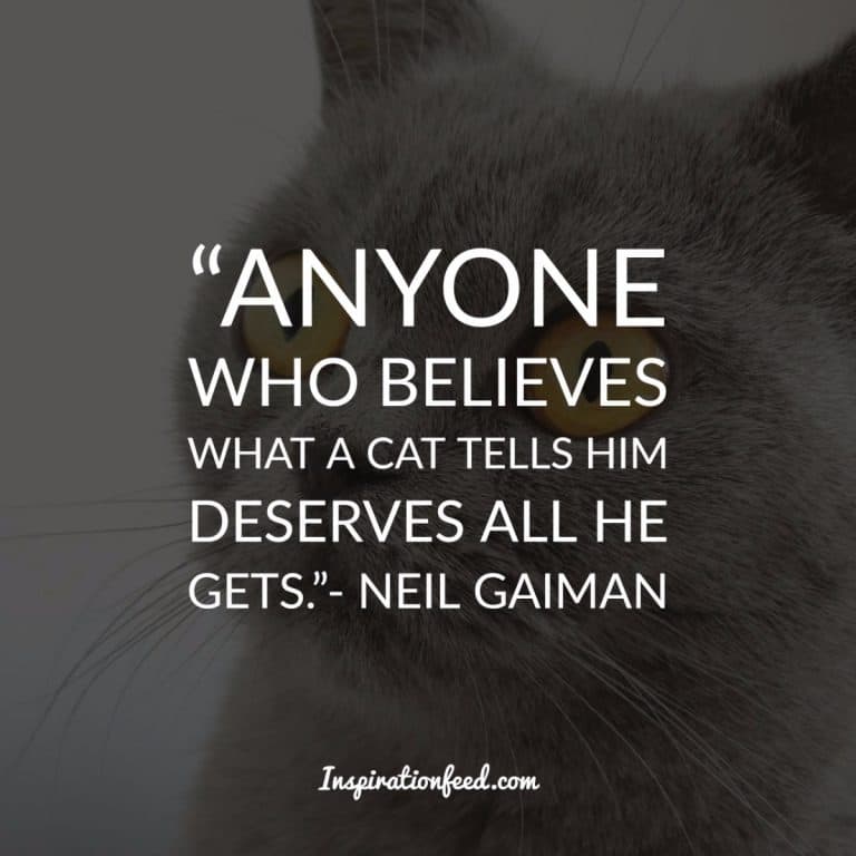 40 Precious Quotes About Cats That Will Brighten Your Day - Inspirationfeed