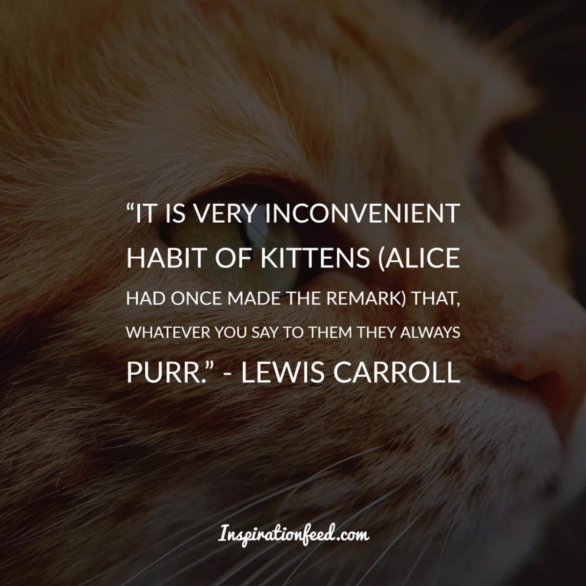 40 Precious Quotes About Cats That Will Brighten Your Day | Inspirationfeed