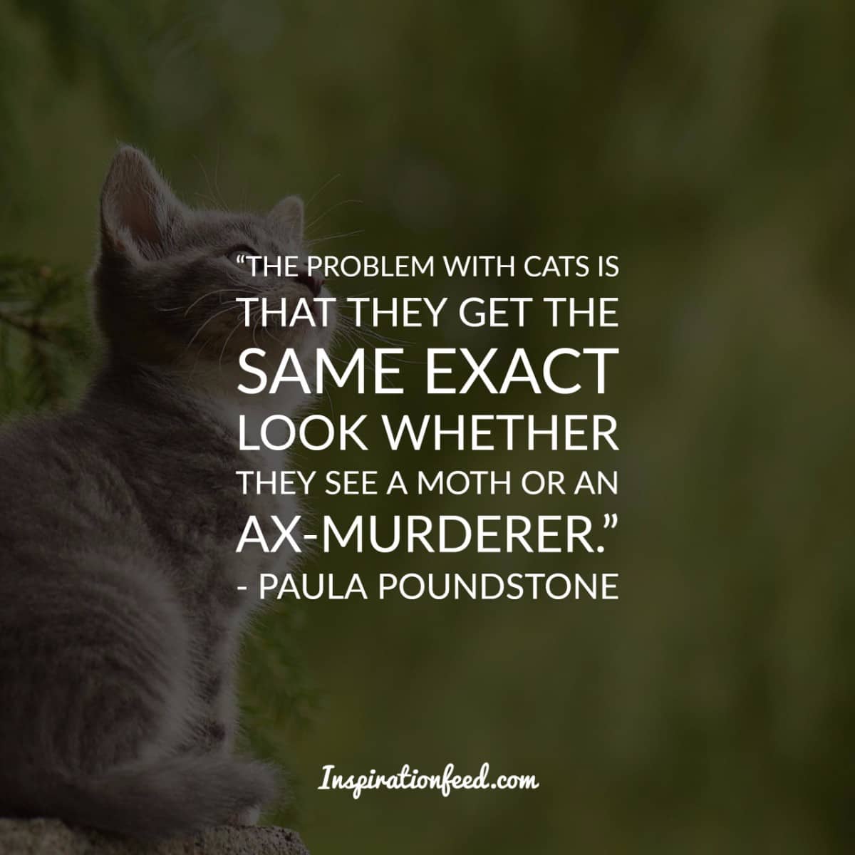 40 Precious Quotes About Cats That Will Brighten Your Day - Inspirationfeed