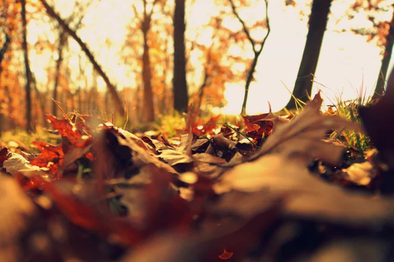 60 Inspiring Fall Quotes and Sayings | Inspirationfeed