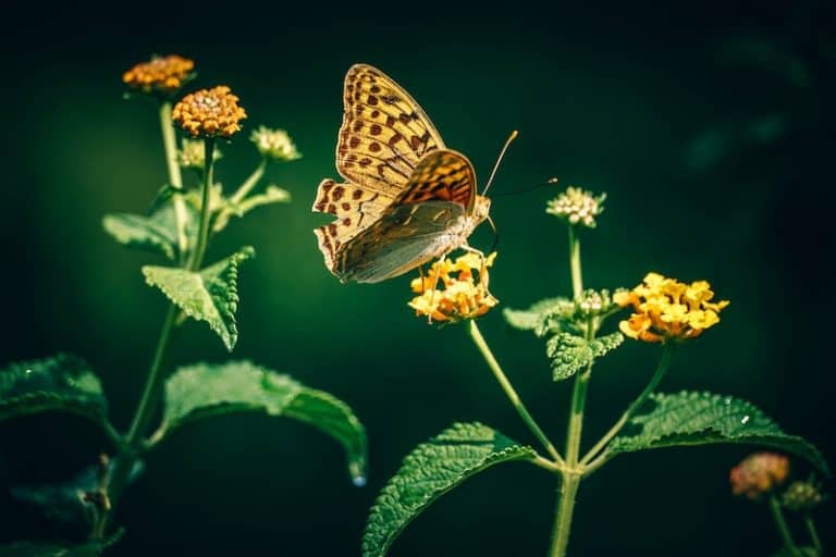 60 Wise Butterfly Quotes To Accompany You on Your Transformation ...