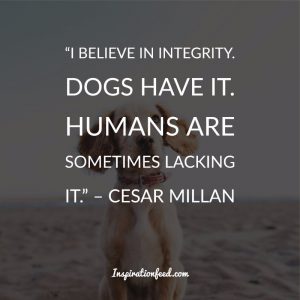 40 of The Best Dog Quotes of All Time | Inspirationfeed