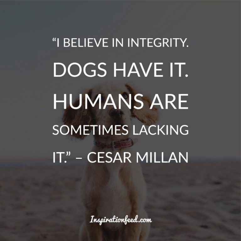 40 of The Best Dog Quotes of All Time | Inspirationfeed