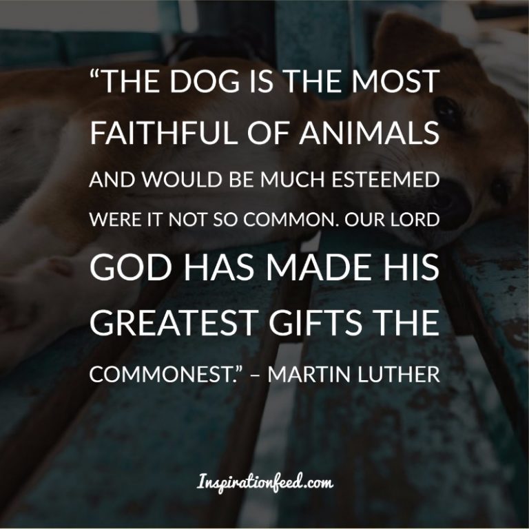 40 of The Best Dog Quotes of All Time | Inspirationfeed