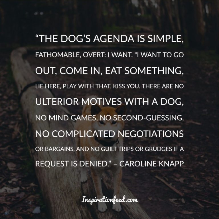 40 of The Best Dog Quotes of All Time | Inspirationfeed
