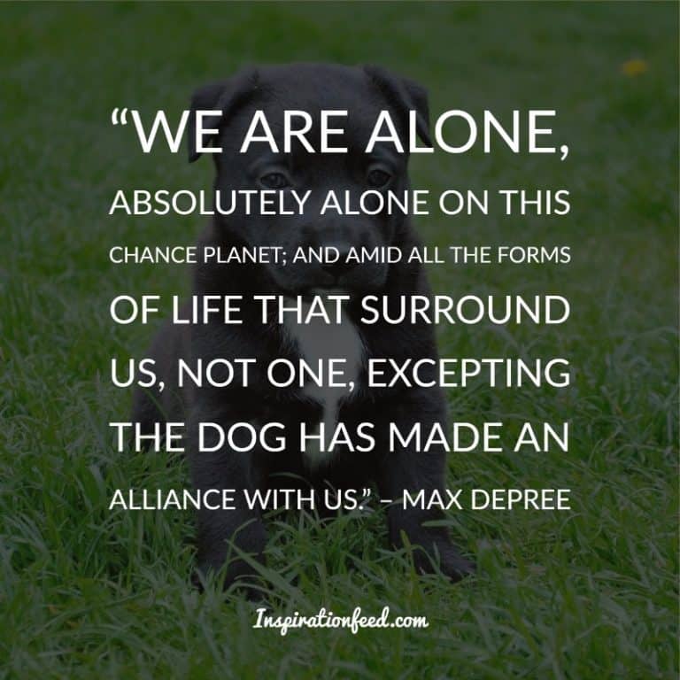 40 of The Best Dog Quotes of All Time - Inspirationfeed