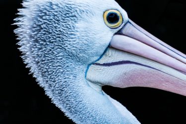 55 Stunning Wildlife and Animal Wallpapers for All Animal Lovers ...