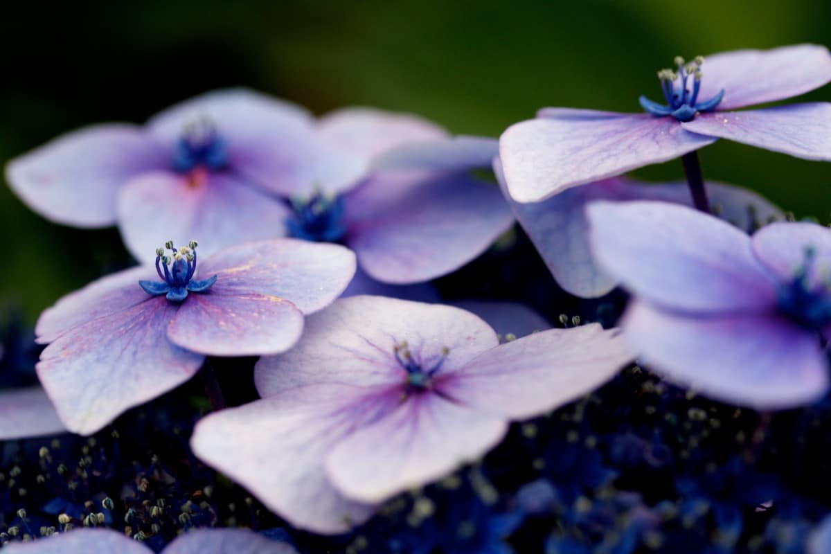 75 Gorgeous Flower Wallpapers You Will Fall in Love With | Inspirationfeed