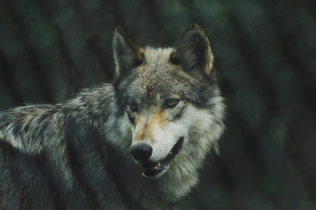 60 Strong Wolf Quotes and Sayings To Awaken Your Inner Animal ...