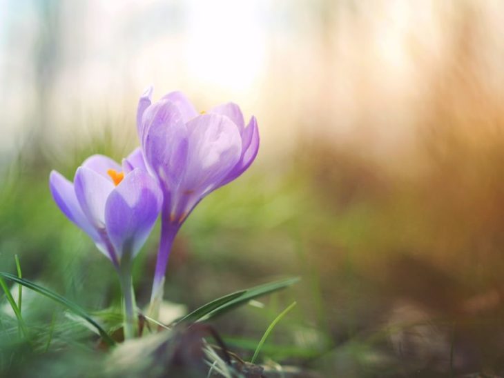 36 Gorgeous Spring Wallpapers To Brighten Your Day | Inspirationfeed