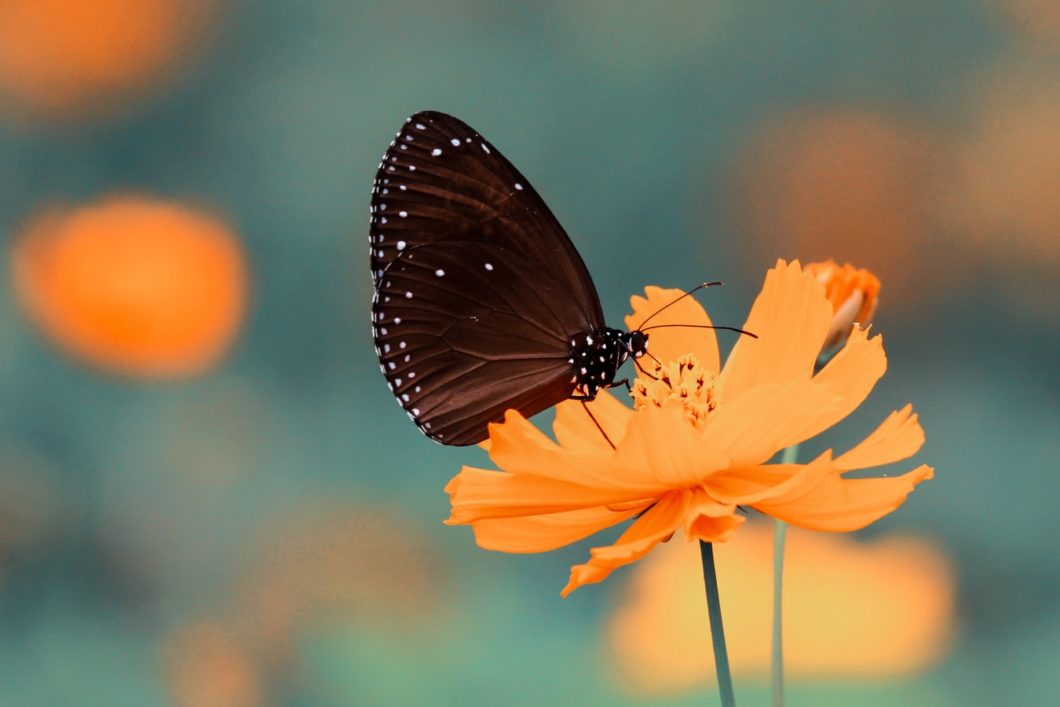 30 Beautiful Butterfly Wallpapers and Backgrounds | Inspirationfeed