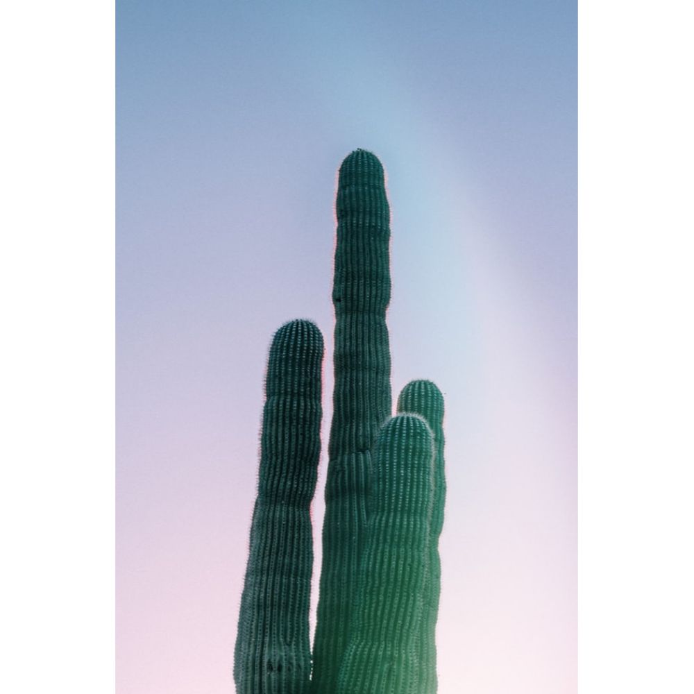 40 Gorgeous Cactus Wallpapers to Use as Your Background | Inspirationfeed