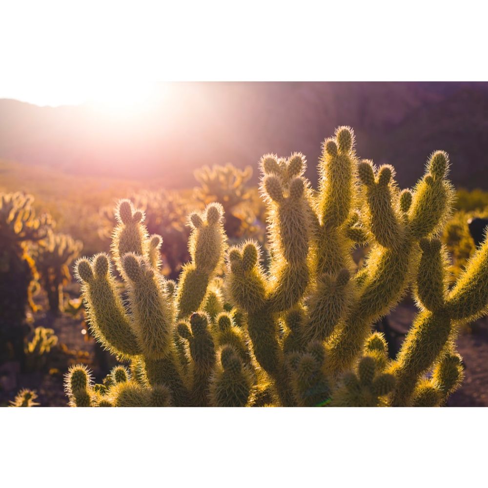 40 Gorgeous Cactus Wallpapers to Use as Your Background | Inspirationfeed