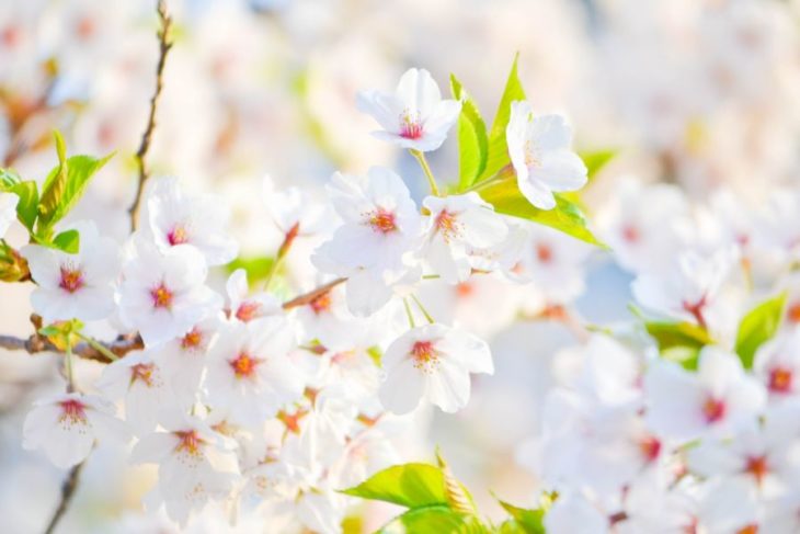 36 Gorgeous Spring Wallpapers To Brighten Your Day | Inspirationfeed