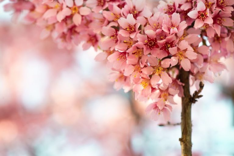 36 Gorgeous Spring Wallpapers To Brighten Your Day | Inspirationfeed