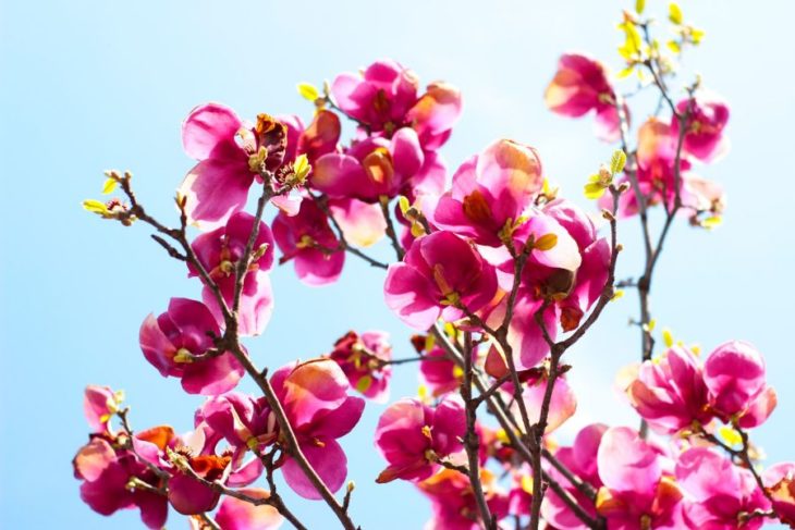 36 Gorgeous Spring Wallpapers To Brighten Your Day | Inspirationfeed