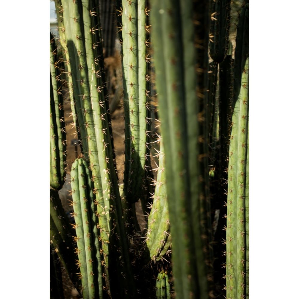 40 Gorgeous Cactus Wallpapers to Use as Your Background | Inspirationfeed