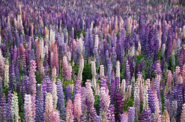 36 Gorgeous Spring Wallpapers To Brighten Your Day | Inspirationfeed
