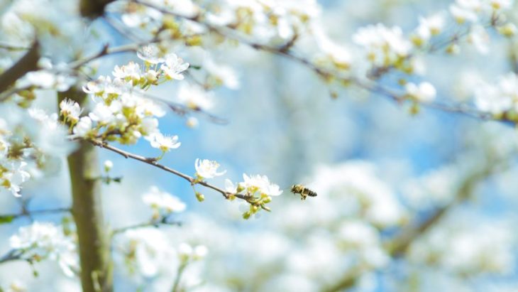 36 Gorgeous Spring Wallpapers To Brighten Your Day | Inspirationfeed