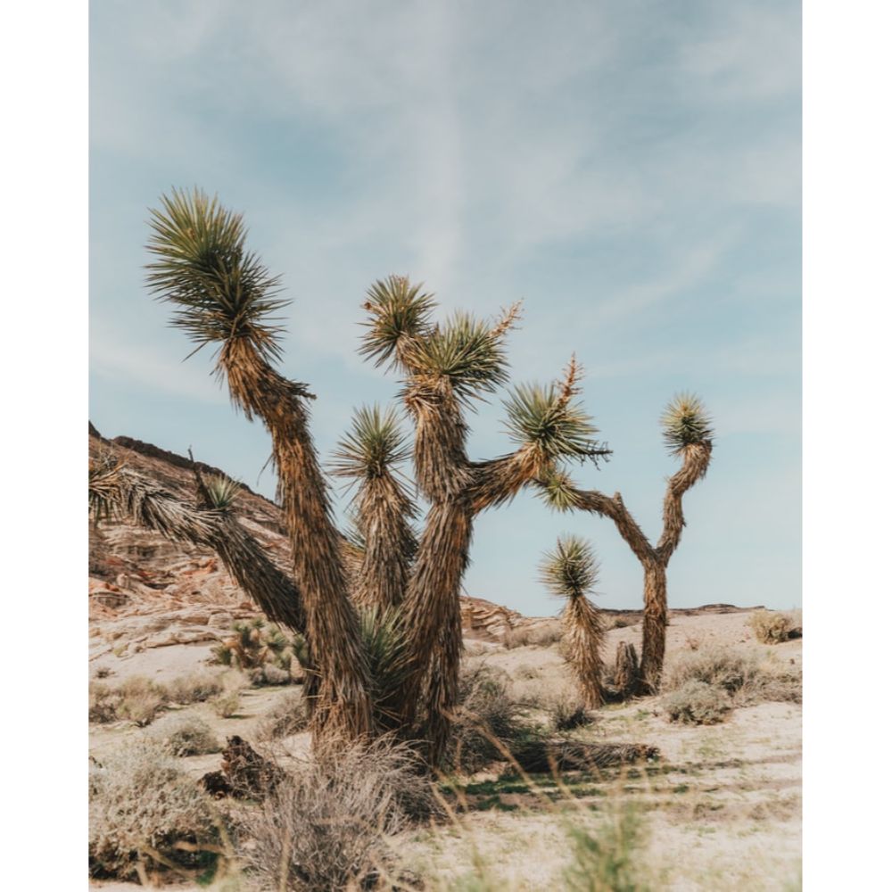 40 Gorgeous Cactus Wallpapers to Use as Your Background | Inspirationfeed