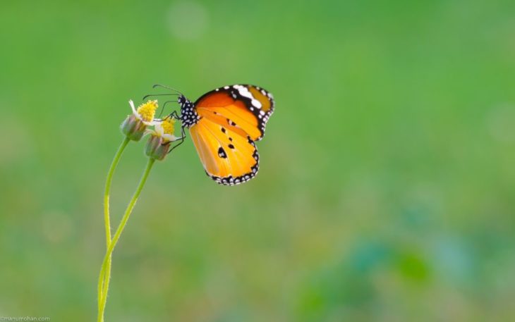 30 Beautiful Butterfly Wallpapers and Backgrounds | Inspirationfeed