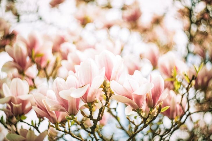 36 Gorgeous Spring Wallpapers To Brighten Your Day | Inspirationfeed