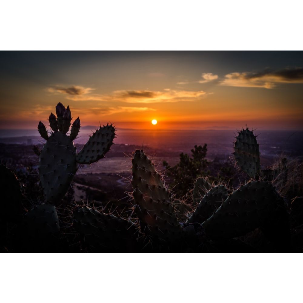 40 Gorgeous Cactus Wallpapers to Use as Your Background | Inspirationfeed