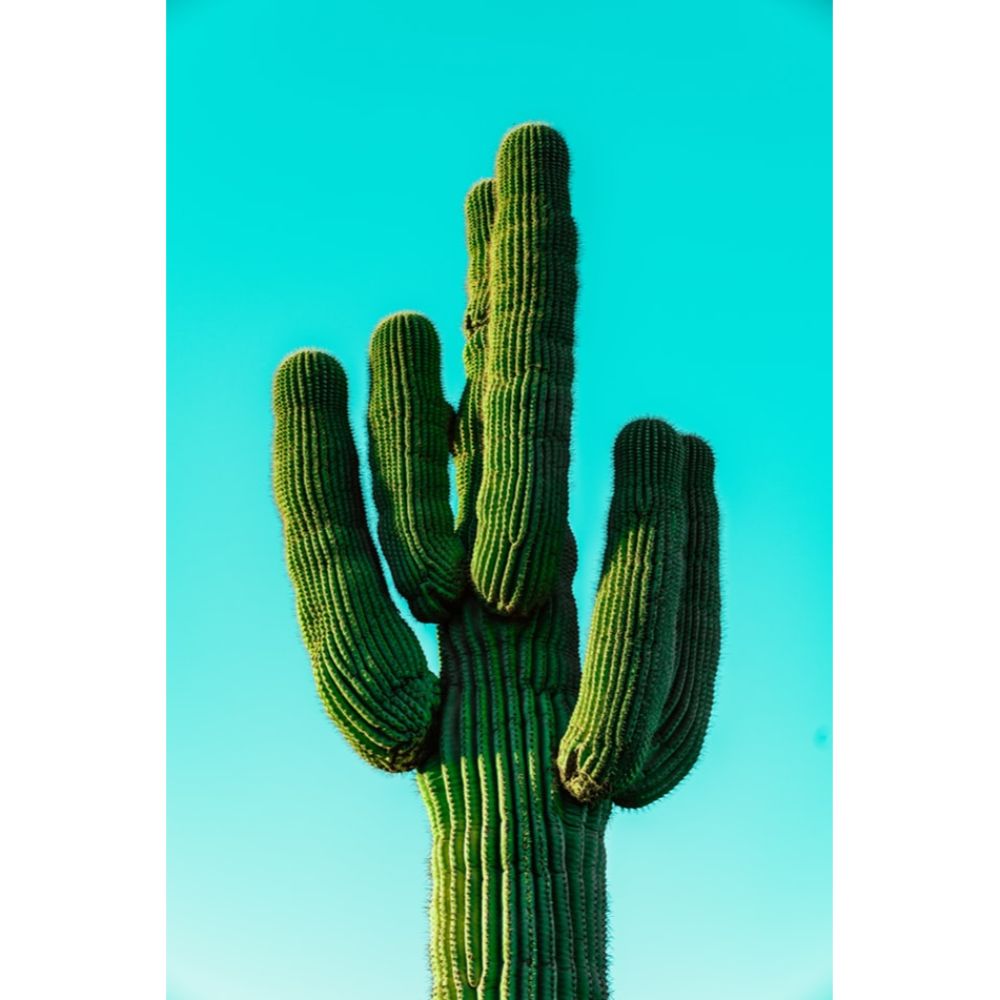 40 Gorgeous Cactus Wallpapers to Use as Your Background | Inspirationfeed