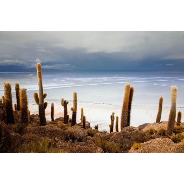 40 Gorgeous Cactus Wallpapers to Use as Your Background | Inspirationfeed