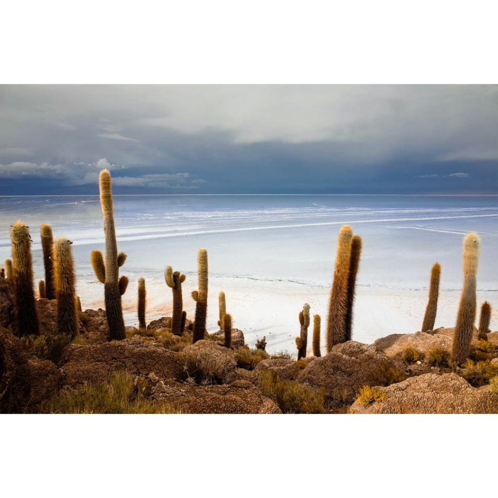 40 Gorgeous Cactus Wallpapers to Use as Your Background | Inspirationfeed