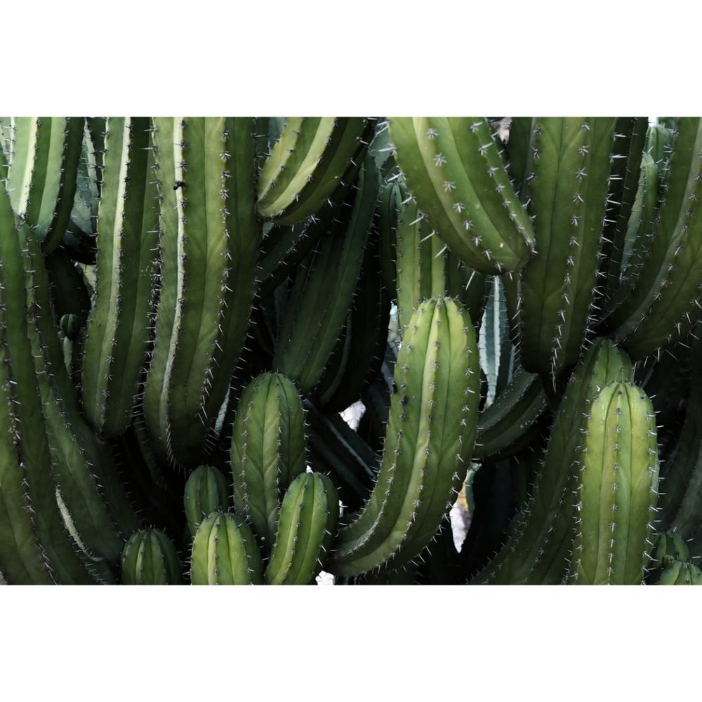 40 Gorgeous Cactus Wallpapers to Use as Your Background | Inspirationfeed