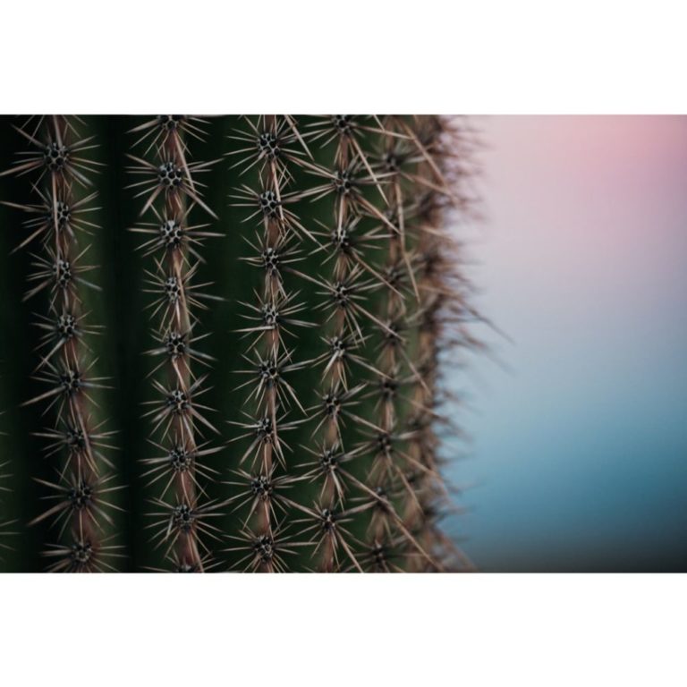 40 Gorgeous Cactus Wallpapers to Use as Your Background | Inspirationfeed