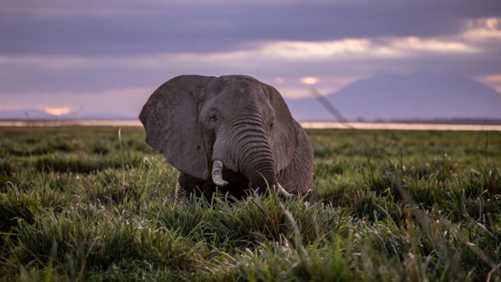 Fact Vs Fiction: Is the Elephant the Heaviest Land Animal ...