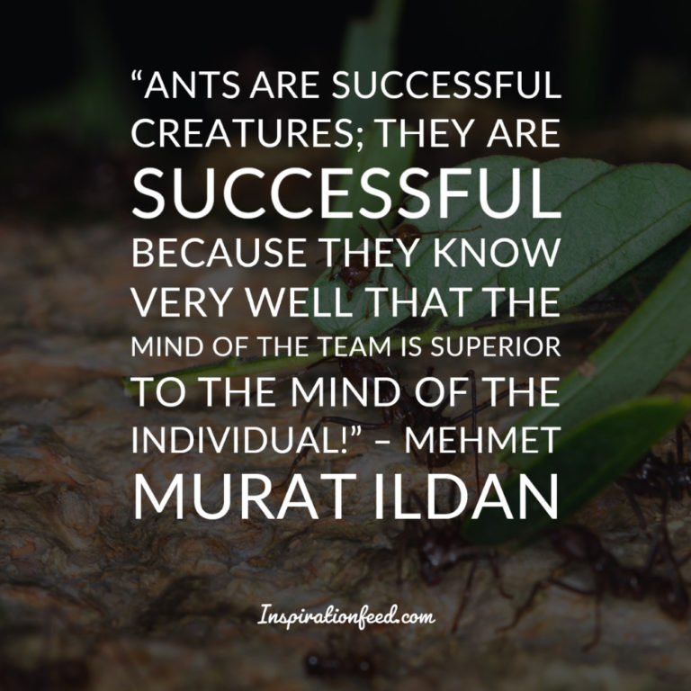 90 Quotes to Motivate Your Team and Foster Teamwork | Inspirationfeed