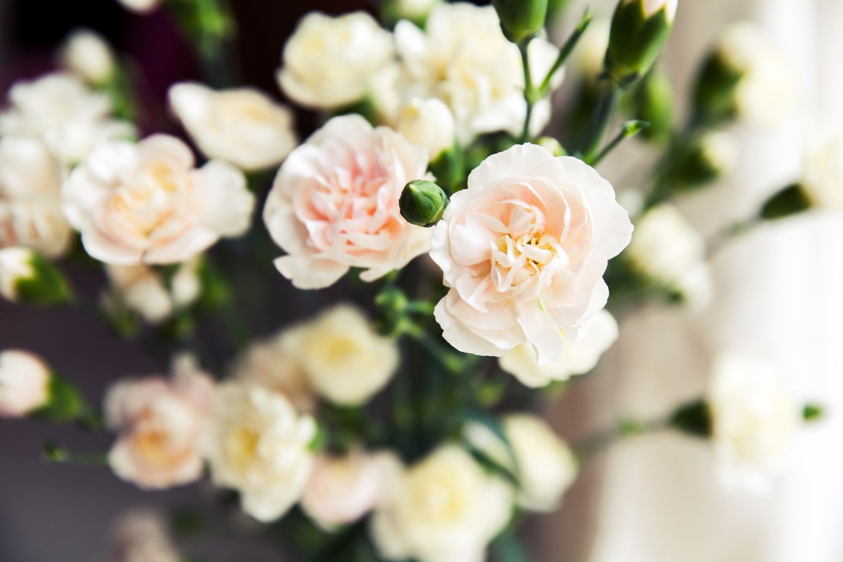 The 5 Best Flowers for this Valentine's Day | Inspirationfeed