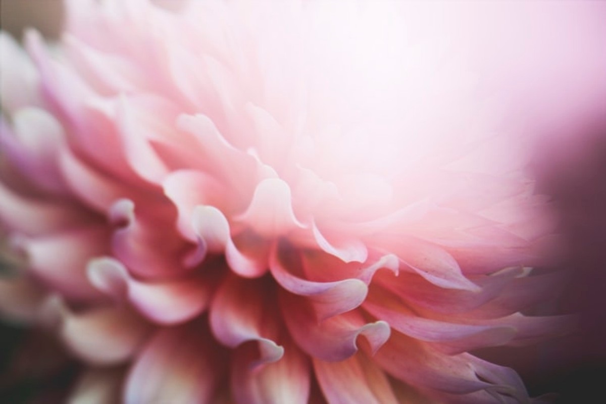 60 Free Pink Wallpapers and Images for Pink Lovers | Inspirationfeed