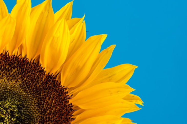 29 Wonderful Sunflower Wallpapers To Brighten Your Day | Inspirationfeed
