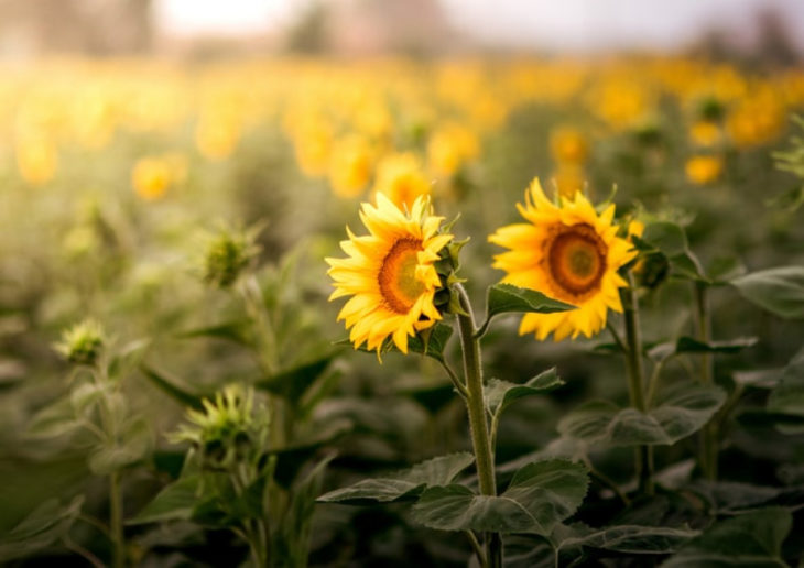 29 Wonderful Sunflower Wallpapers To Brighten Your Day | Inspirationfeed