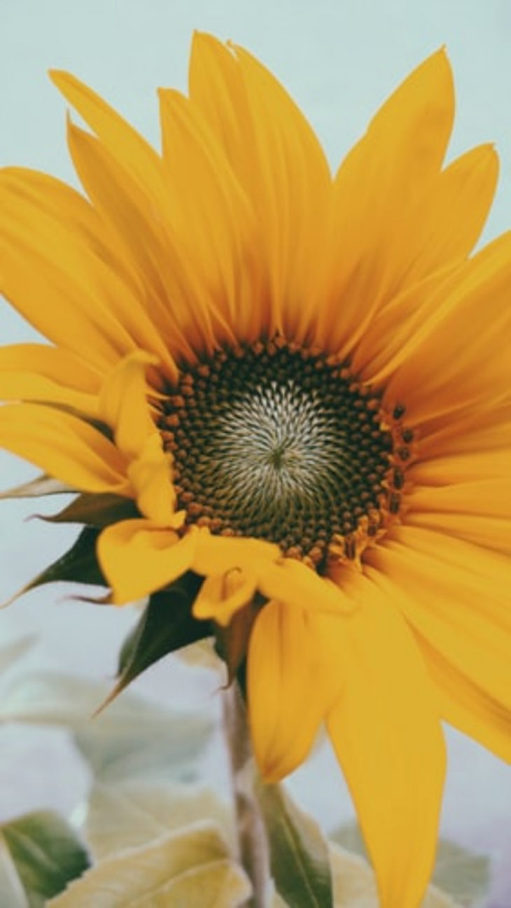 29 Wonderful Sunflower Wallpapers To Brighten Your Day | Inspirationfeed