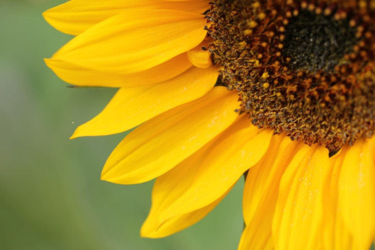 29 Wonderful Sunflower Wallpapers To Brighten Your Day | Inspirationfeed