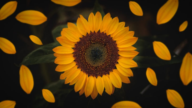 29 Wonderful Sunflower Wallpapers To Brighten Your Day | Inspirationfeed