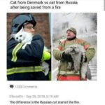 65 of the Best Cat Memes That Show Who’s the Real Boss | Inspirationfeed