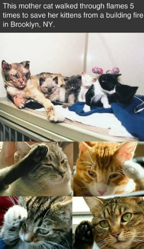 65 of the Best Cat Memes That Show Who’s the Real Boss | Inspirationfeed