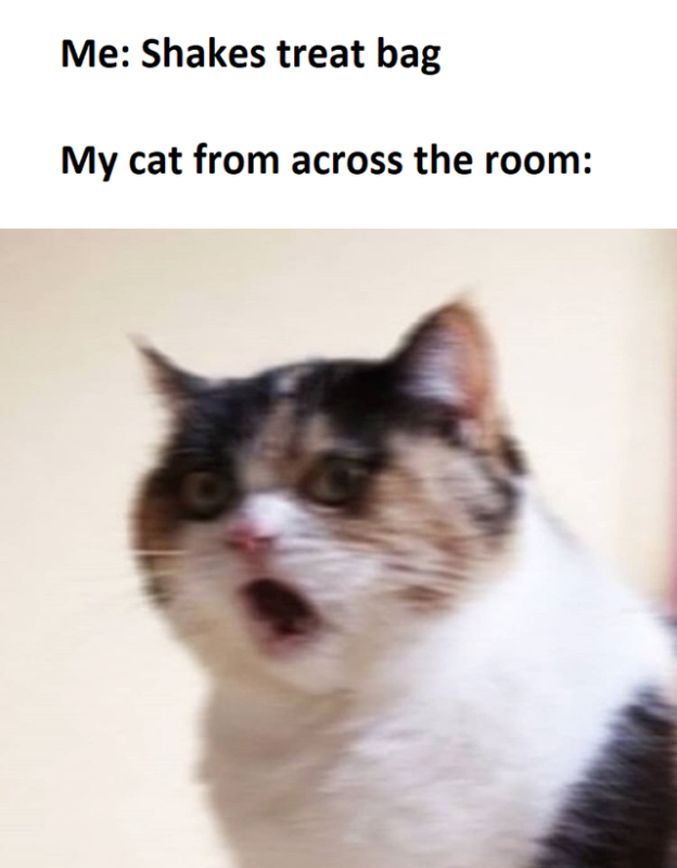 65 of the Best Cat Memes That Show Who’s the Real Boss | Inspirationfeed