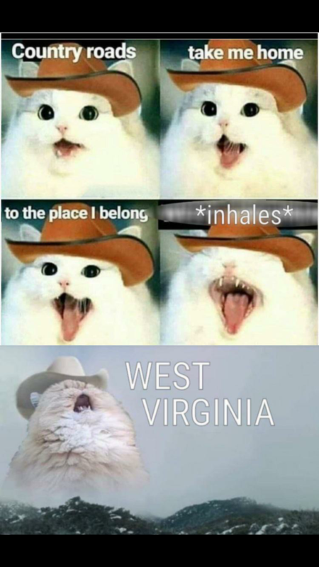 65 of the Best Cat Memes That Show Who’s the Real Boss | Inspirationfeed