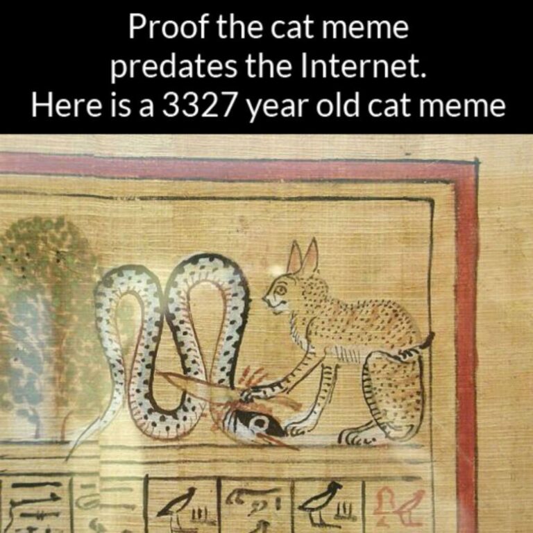 65 of the Best Cat Memes That Show Who’s the Real Boss | Inspirationfeed