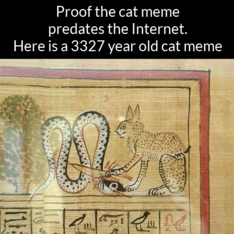 65 of the Best Cat Memes That Show Who’s the Real Boss | Inspirationfeed